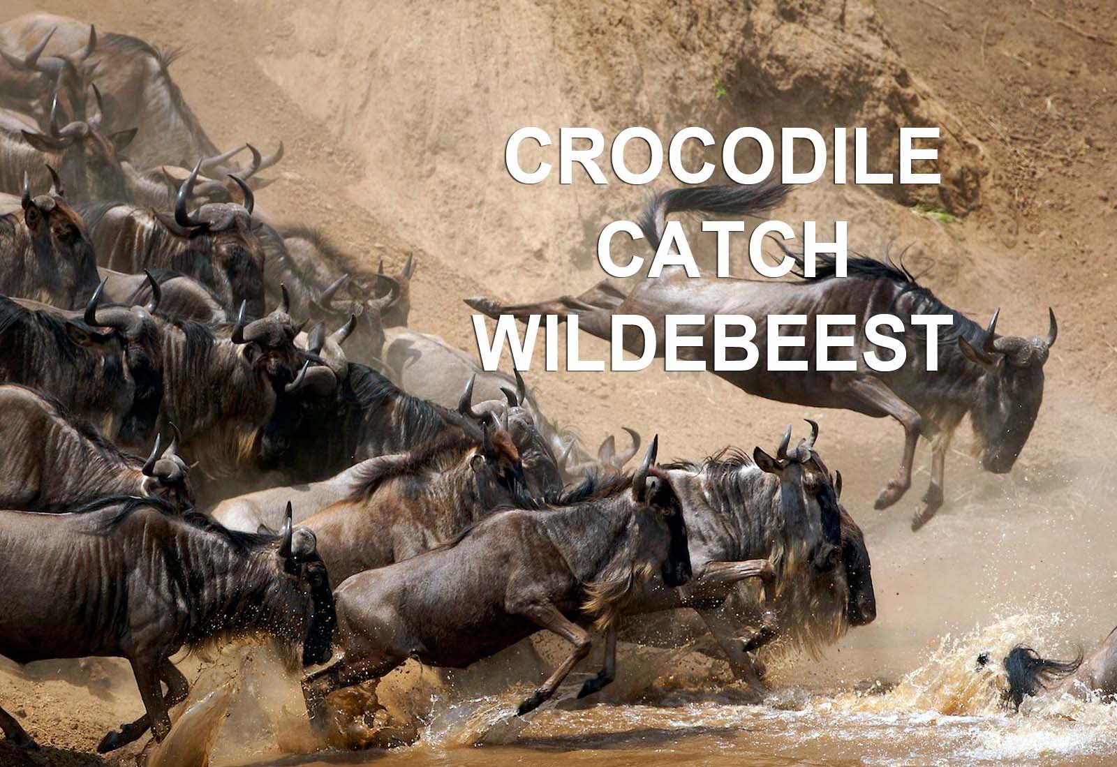 Wildebeest Migration Crocodile